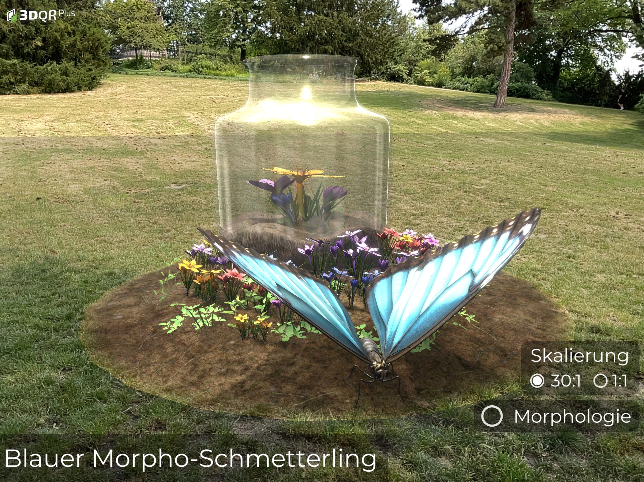 Blauer Morpho-Schmetterling - AR Locations by 3DQR